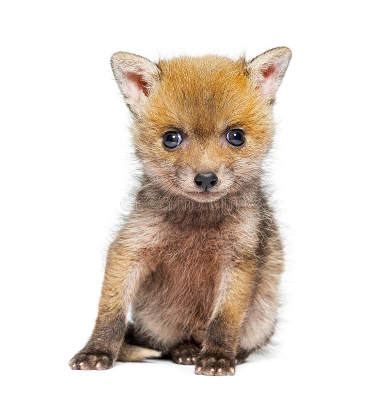 Sitting Five Weeks Old Red Fox Cub Looking Up, Isolated on White Stock ...