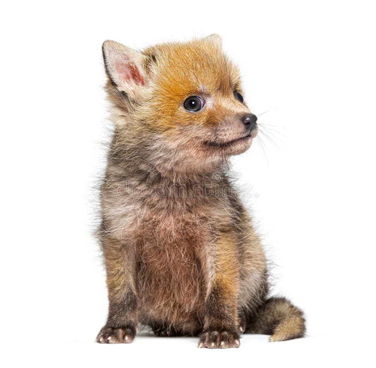 Sitting Five Weeks Old Red Fox Cub Looking Up, Isolated on White Stock ...