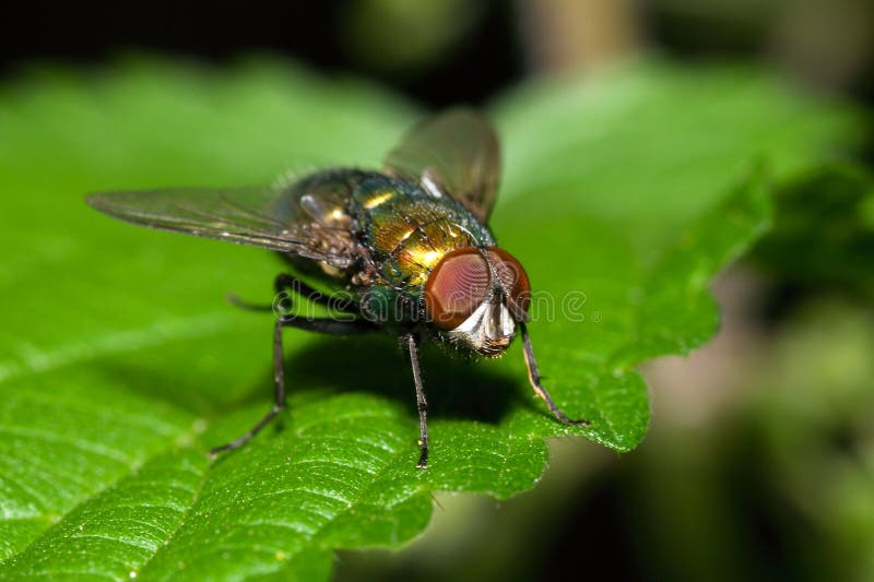 Sitting fly stock image. Image of black, insect, animal - 22942795