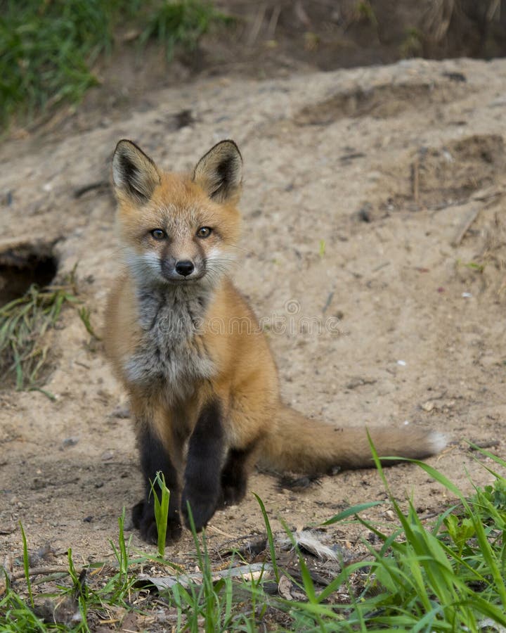 Sitting Fox stock image. Image of mammal, baby, vixen - 31421469