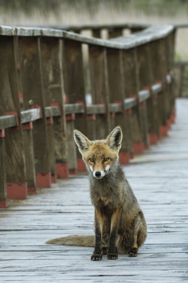 Sitting fox stock photo. Image of national, mammal, boardwalk - 100130810