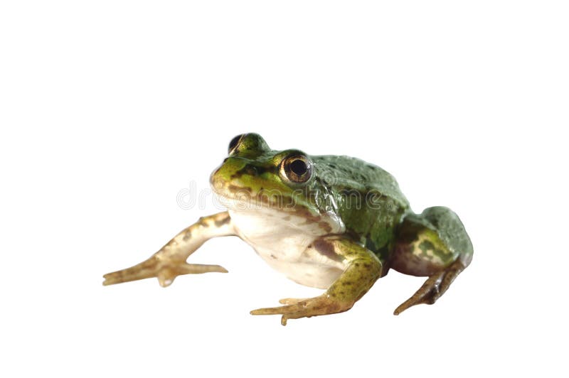 Sitting frog stock image. Image of integument, frog, esculenta - 20831235