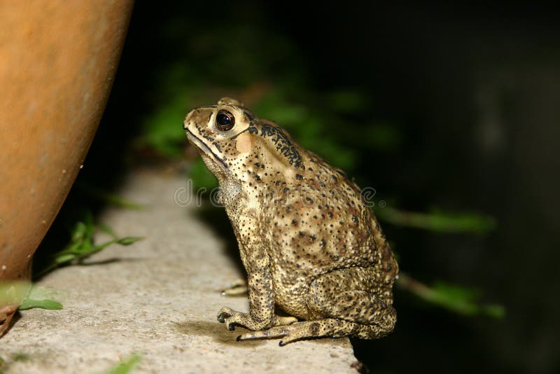 Sitting Frog Picture. Image: 348149