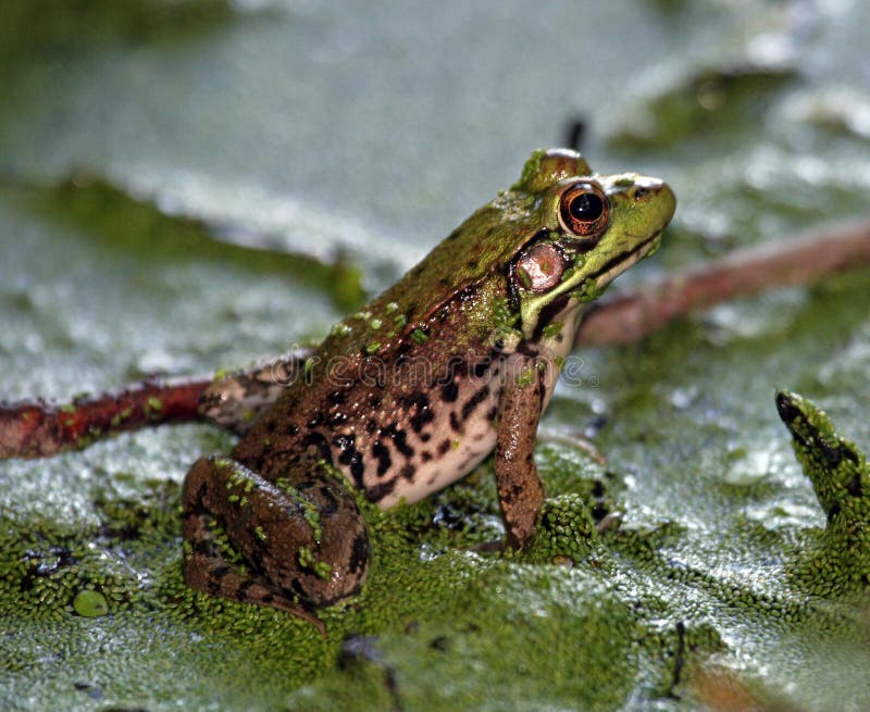 Sitting Frog stock image. Image of swim, prince, slime - 526361