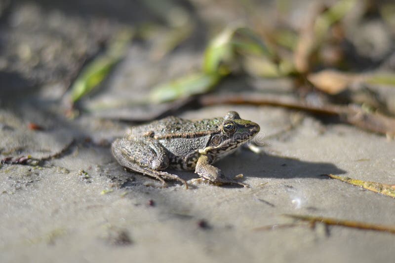 Sitting frog macro stock image. Image of amphibian, lake - 101478185