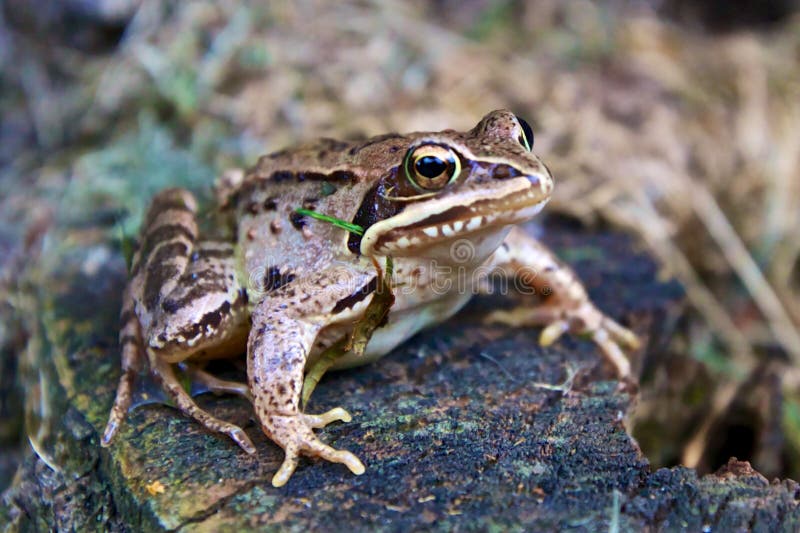 Sitting frog stock photo. Image of beauty, endangered - 32446692