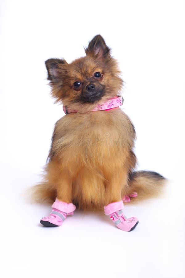 German Spitz Clothes Stock Photos - Free & Royalty-Free Stock Photos ...