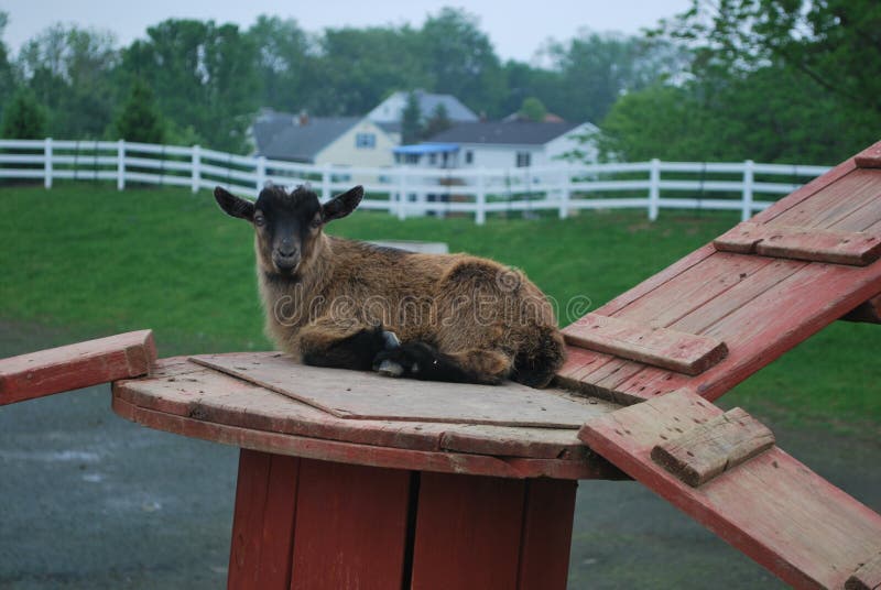 Sitting goat stock photo. Image of nature, animals, animal - 9492234