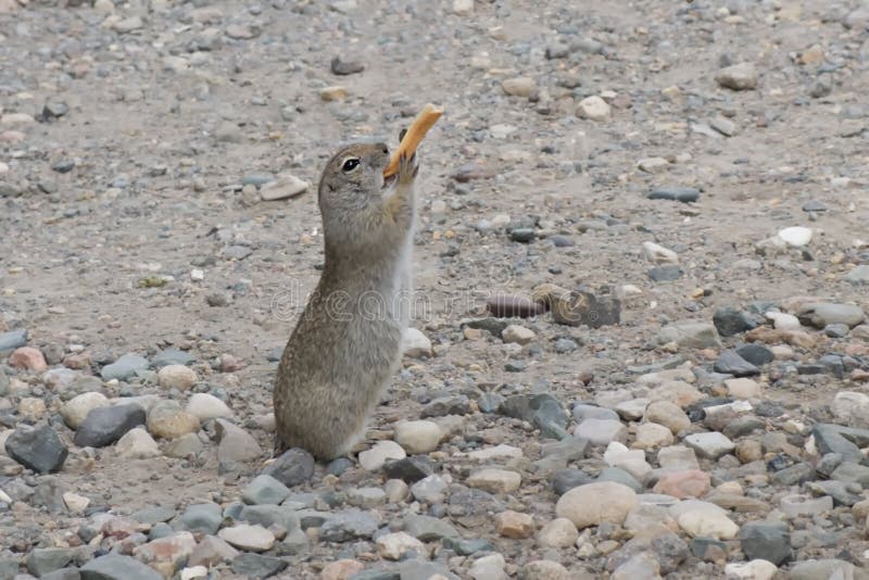 295 Gopher Paws Stock Photos - Free & Royalty-Free Stock Photos from ...