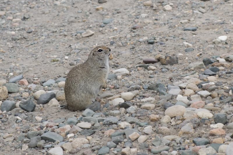 Funny Gopher Face stock photo. Image of gopher, mouth, prairie - 612532