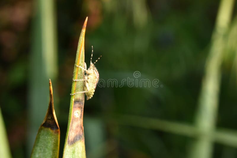 Berry Stink Bug, a Bug with a Bad Odor. Stock Photo - Image of natural ...