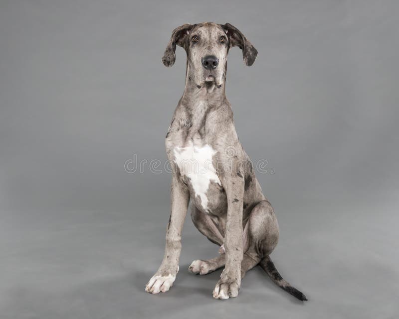 Sitting gray dog in studio stock photo. Image of greyhound - 113263036