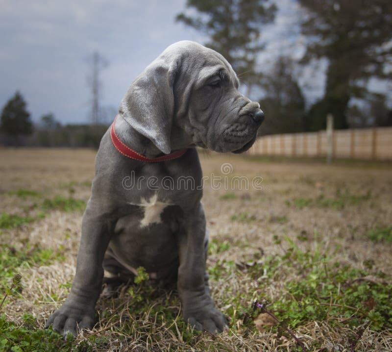 Sitting Great Dane Purebred on Grass Stock Image - Image of fall, grey ...