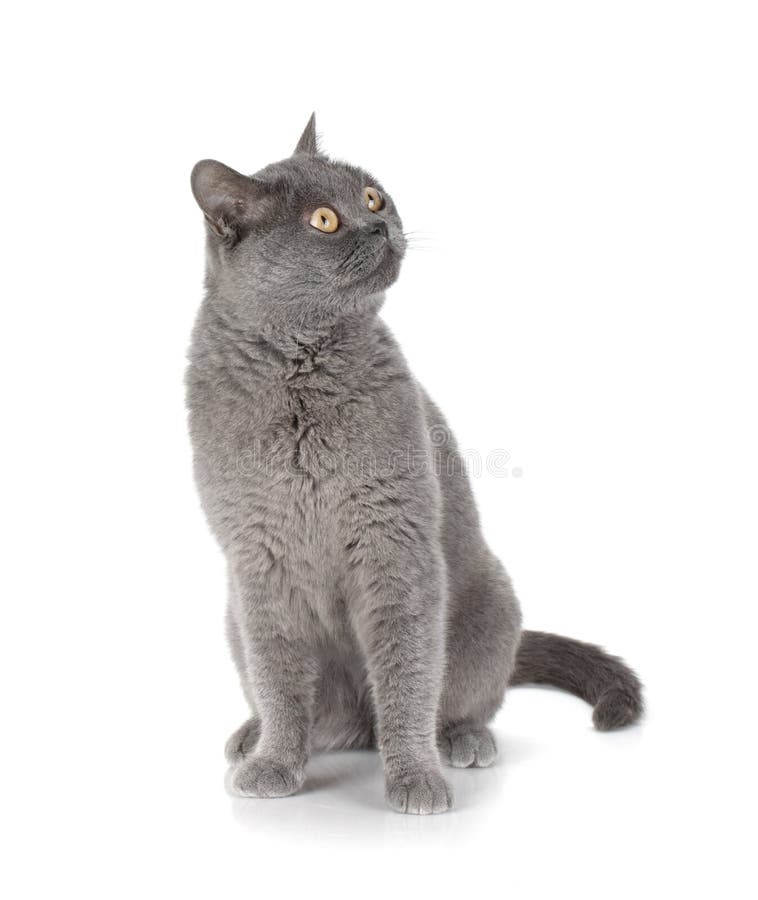 Sitting Grey Cat Looking Up Stock Photo - Image: 26875632