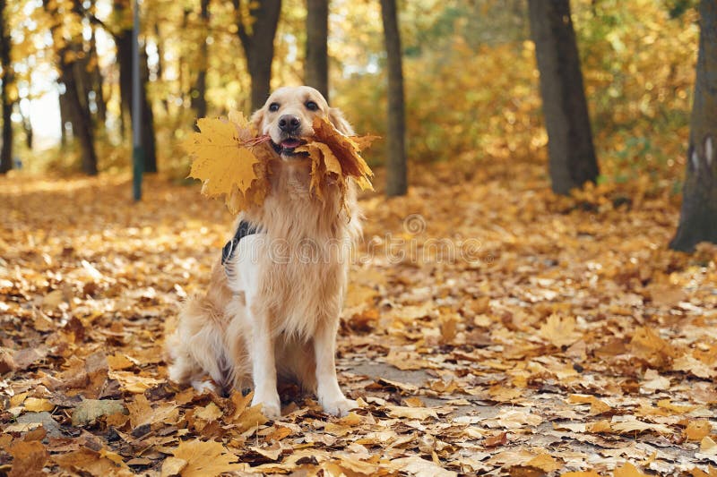 Sitting on the Ground. Cute Dog is Outdoors in the Autumn Forest at ...