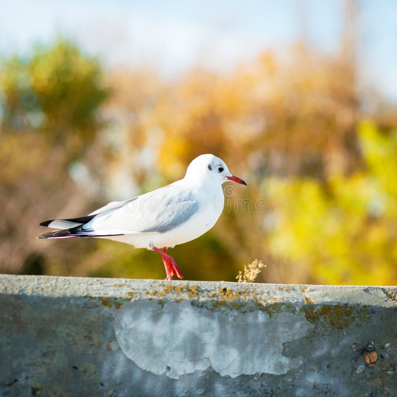 Sitting gull stock image. Image of white, yellow, green - 58762729
