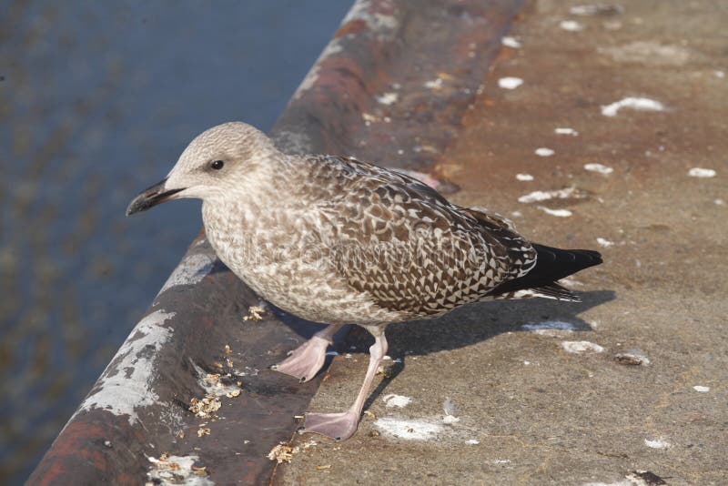 Sitting Gull on a Quay Wall Stock Image - Image of quay, birds: 108312043