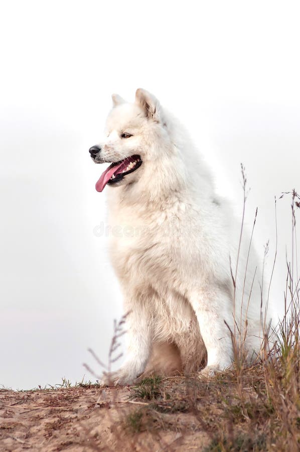 White Samoyed Sitting In Park Stock Image - Image of fluffy, puppy ...
