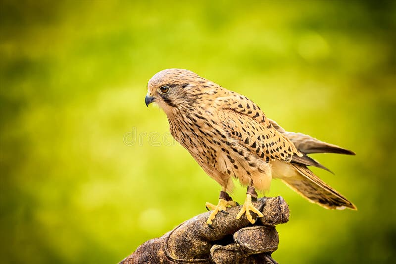 Sitting hawk stock image. Image of traditional, portrait - 57852283