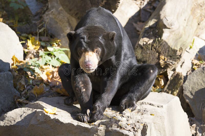Sitting Helarctos Malayanus, Malayan Sun Bear with Large Claws Stock ...