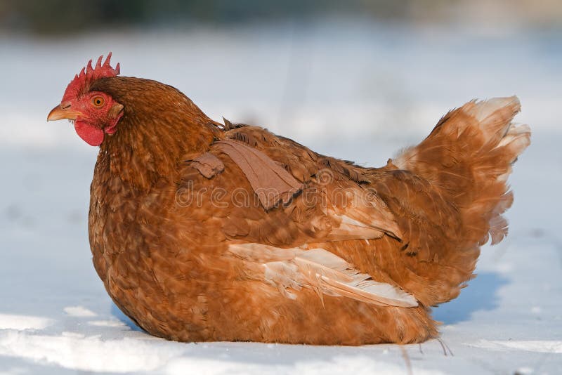 Sitting hen stock photo. Image of poultry, agriculture - 13258300
