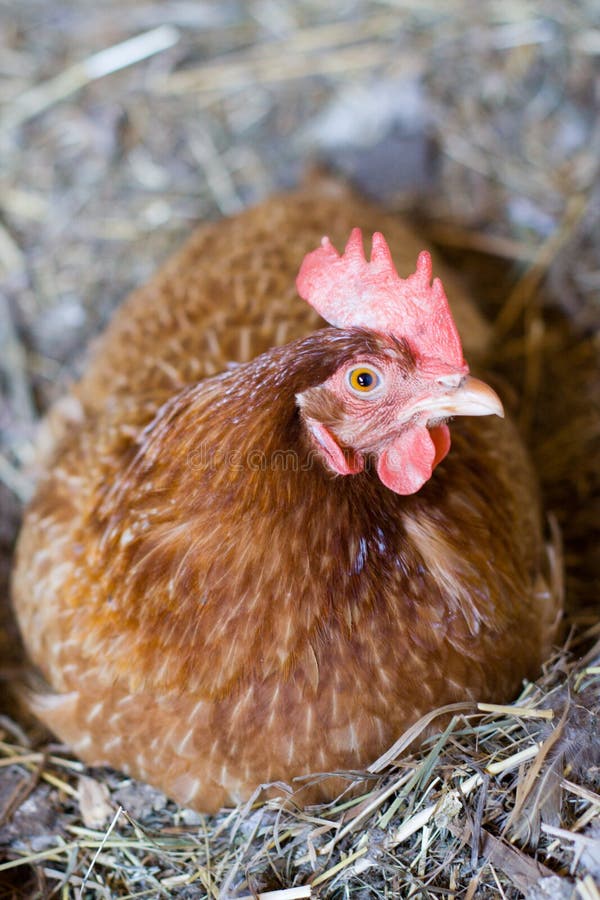 Sitting Hen Picture. Image: 3072108