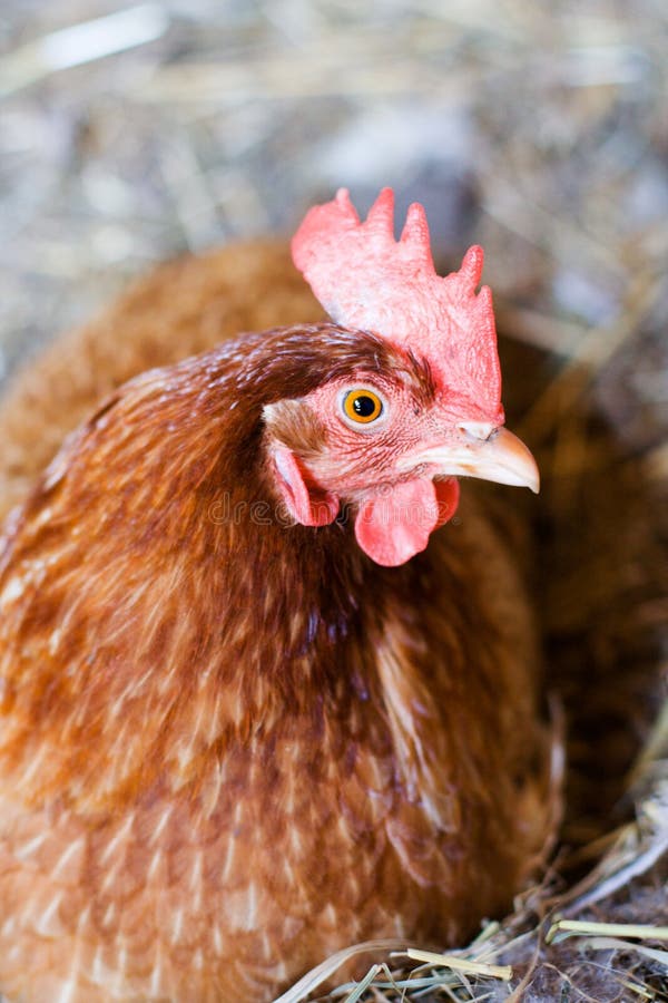 Sitting hen stock photo. Image of bird, profile, farm - 3143426