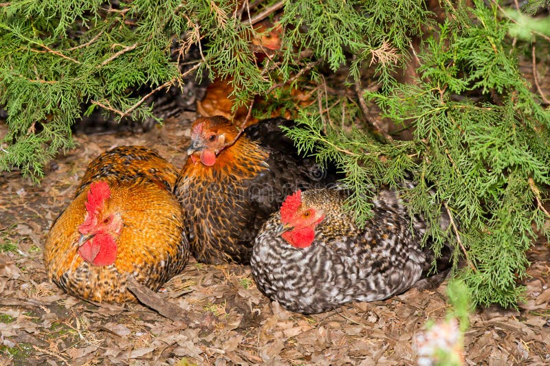 Sitting hen stock photo. Image of farm, black, rural - 63935480