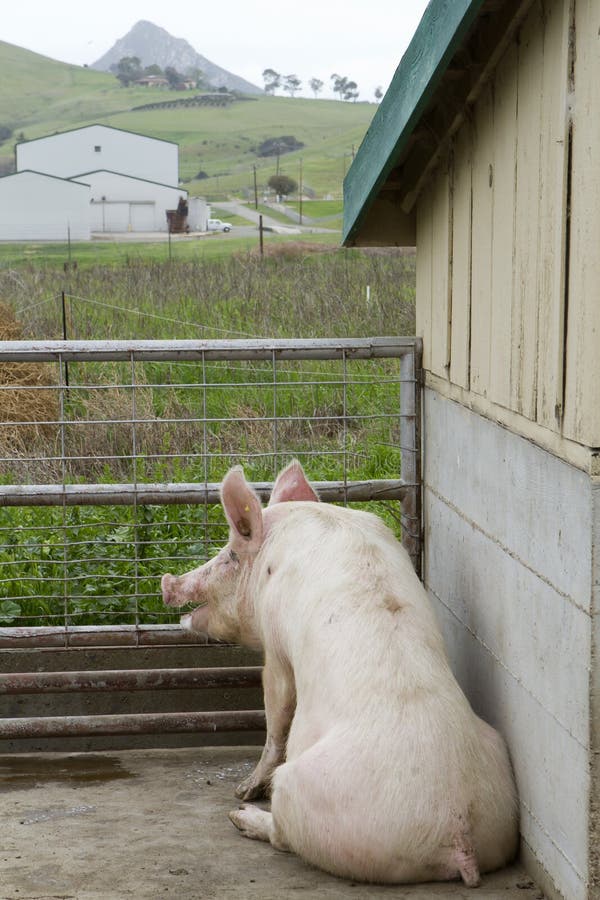 Sitting Hog stock photo. Image of outdoors, farm, green - 29349238