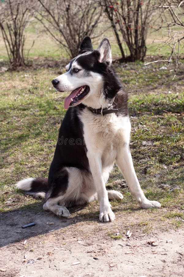 Sitting husky stock image. Image of sunlight, animal - 16286991