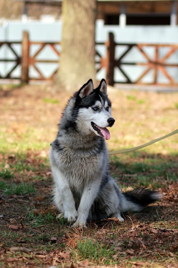 Sitting husky dog stock image. Image of mammal, closeup - 89959069