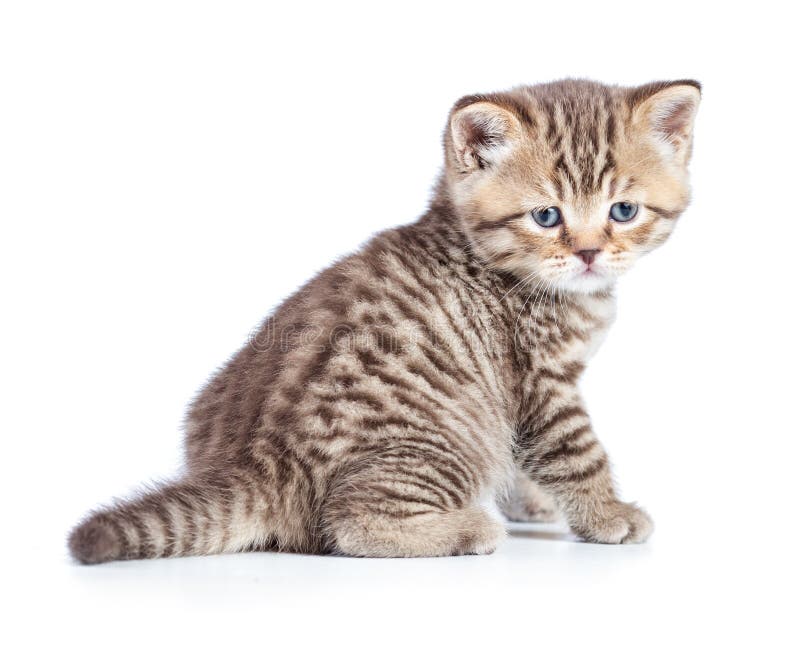 Sitting Kitten Cat Isolated and Looking Directly To Camera Stock Image ...