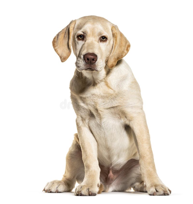 Sitting Labrador, isolated stock photo. Image of sitting - 176628020