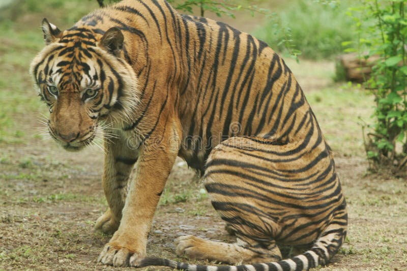 Sitting lazily stock photo. Image of striped, giraffe - 304644530