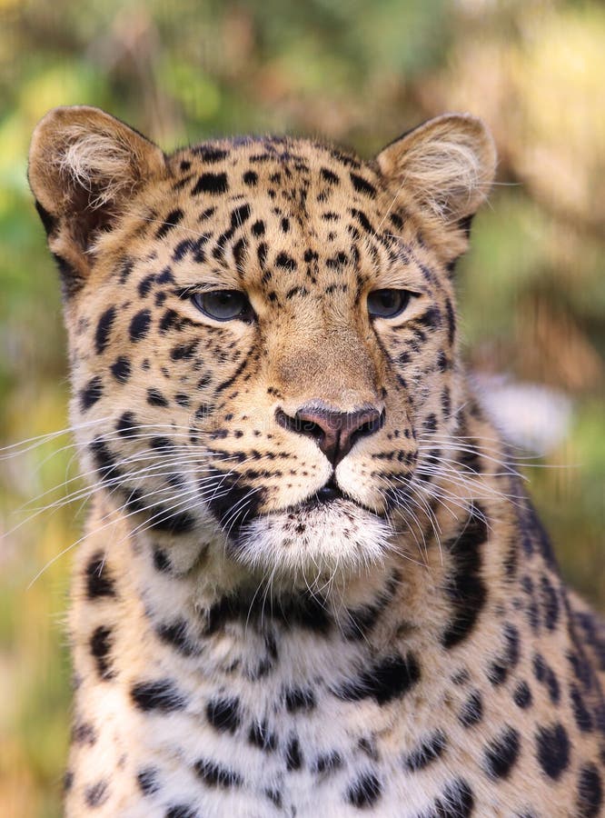 Sitting leopard stock photo. Image of strenght, sitting - 62069366