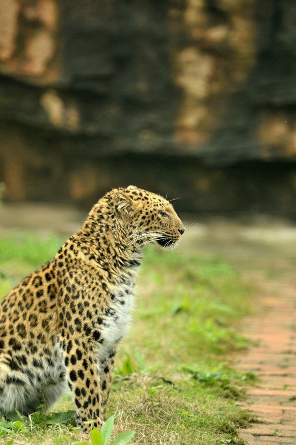 Sitting Leopard stock photo. Image of cheetah, male, nature - 35253696