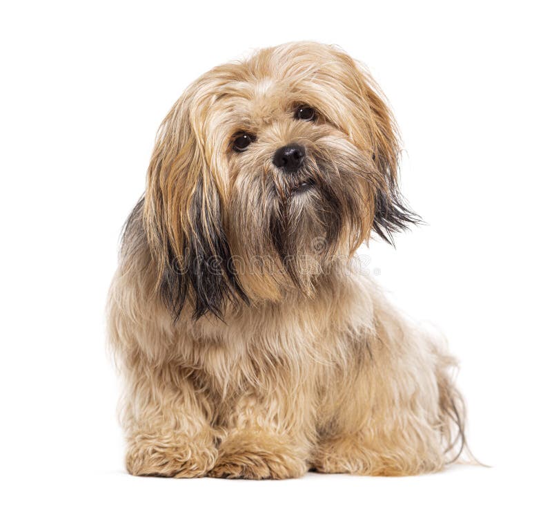 Sitting Lhasa Apso Dog, Isolated on White Stock Image - Image of mammal ...