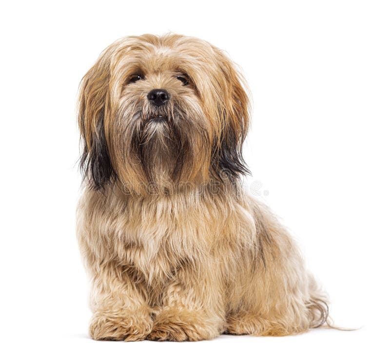Sitting Lhasa Apso Dog, Isolated on White Stock Photo - Image of ...