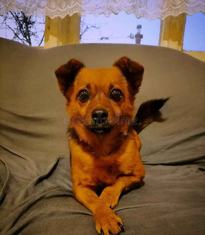 Sitting Like a Real Lady, Doggo Stock Image - Image of like, real ...