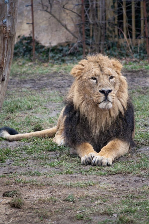 Sitting lion stock photo. Image of lion, beast, asiatic - 18431406