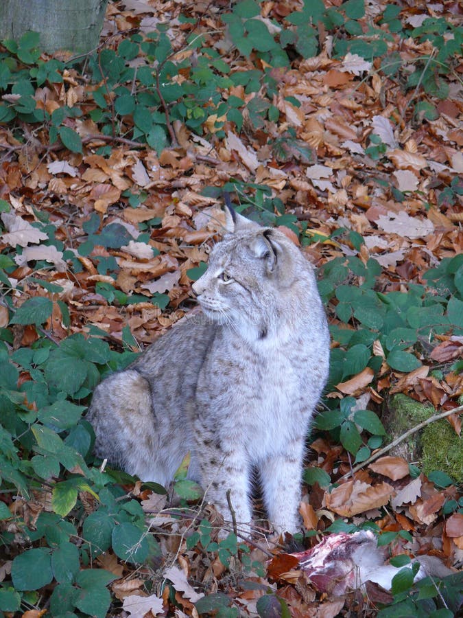 Lynx stock photo. Image of meat, hunt, lynx, sitting - 149701104