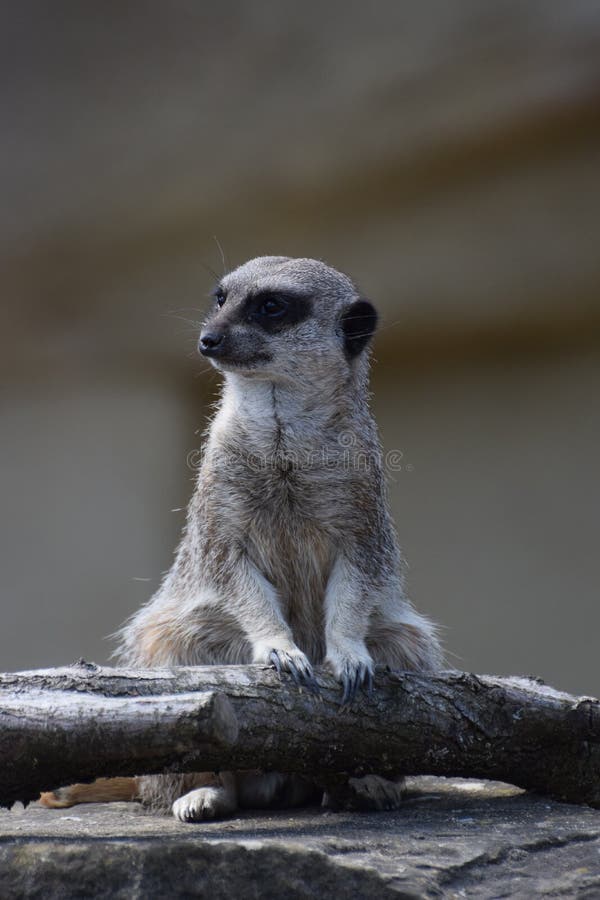 Sitting meerkat portrait stock photo. Image of sitting - 151424582