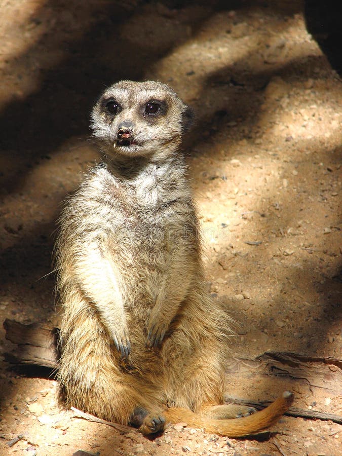 Meerkat and man stock image. Image of safari, nature - 26536559