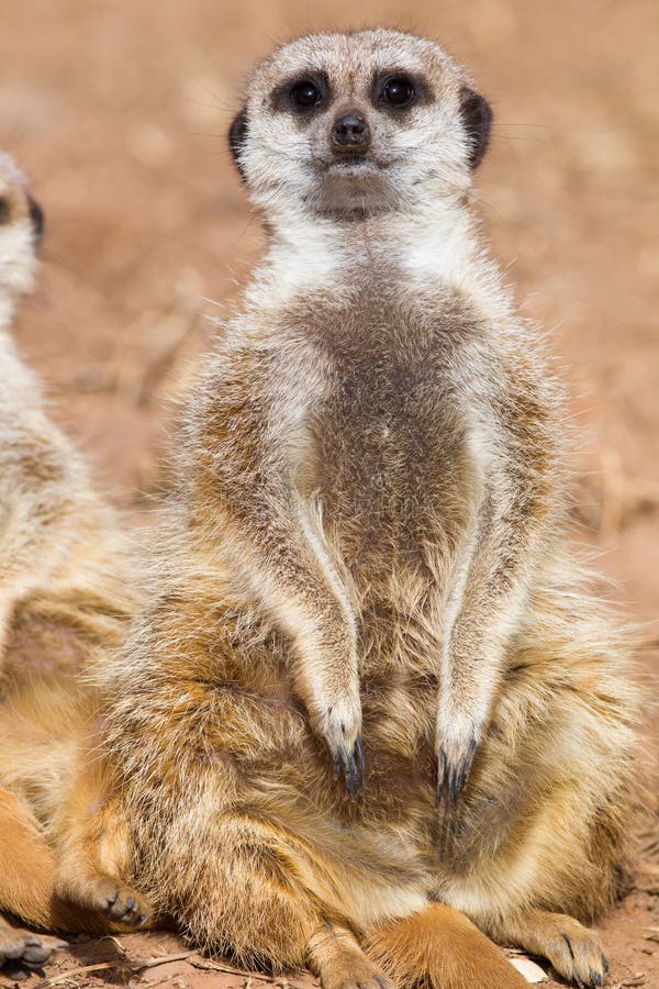 Sitting Meerkat stock photo. Image of sitting, attention - 7108936