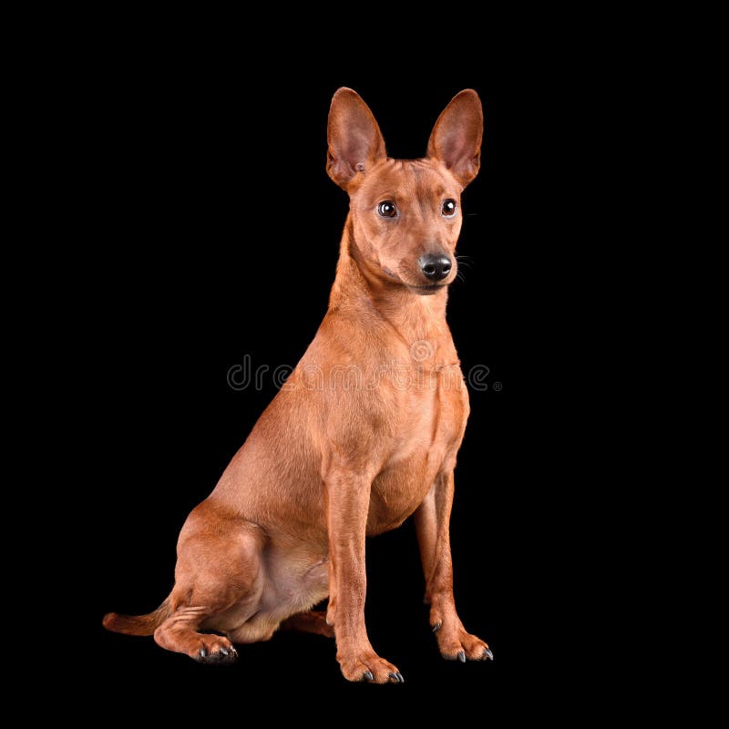 Sitting Miniature Pinscher Dog Stock Image - Image of brown, black ...