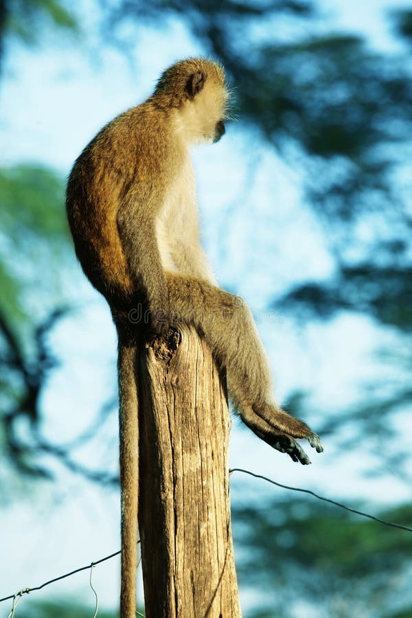 Sitting monkey stock photo. Image of landscape, mammal - 12845146