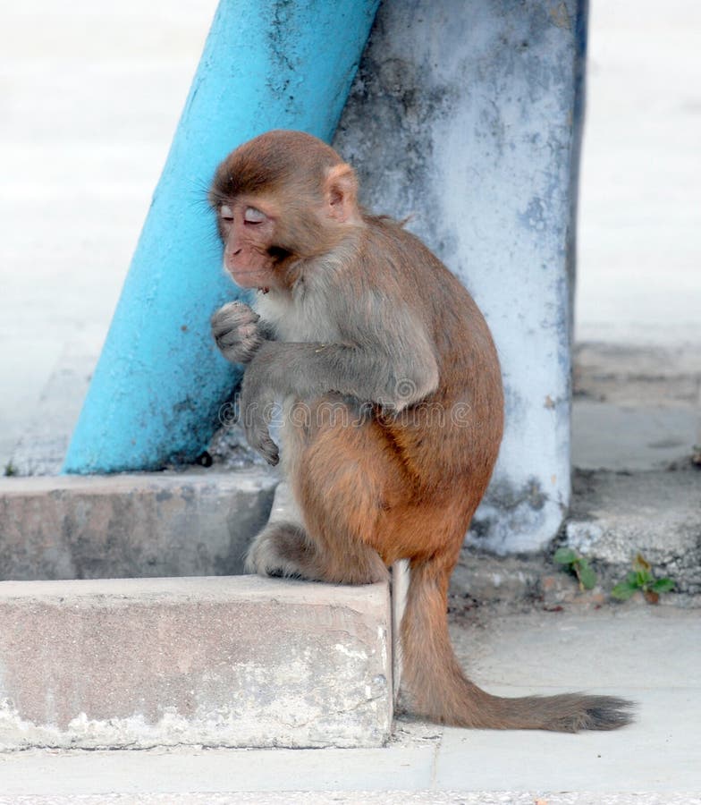 44,879 Sitting Monkey Photos - Free & Royalty-Free Stock Photos from ...