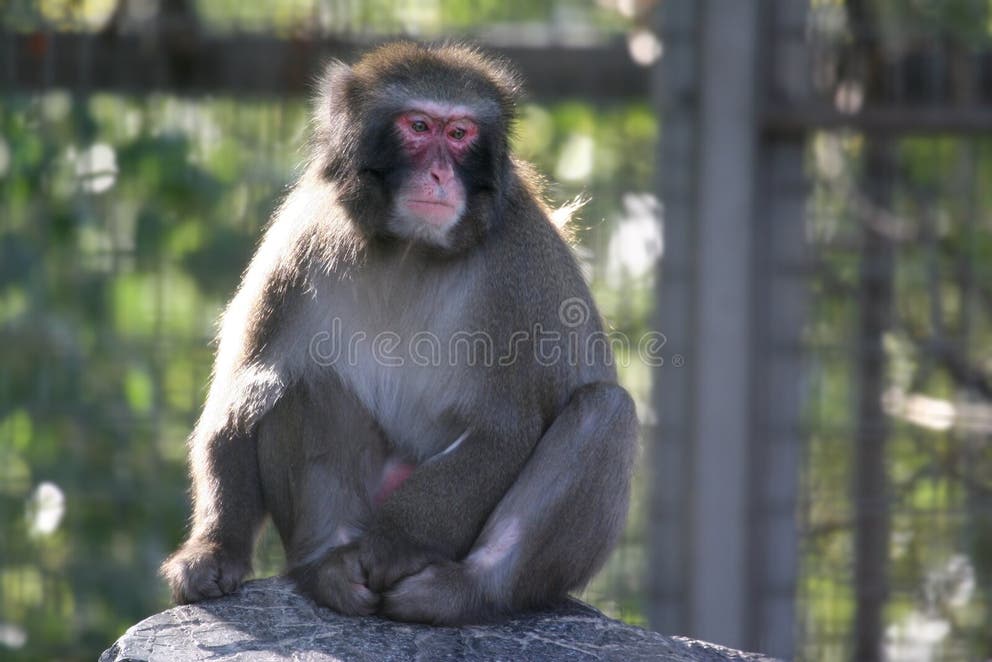 Sitting Monkey stock photo. Image of feet, angry, simian - 1543772