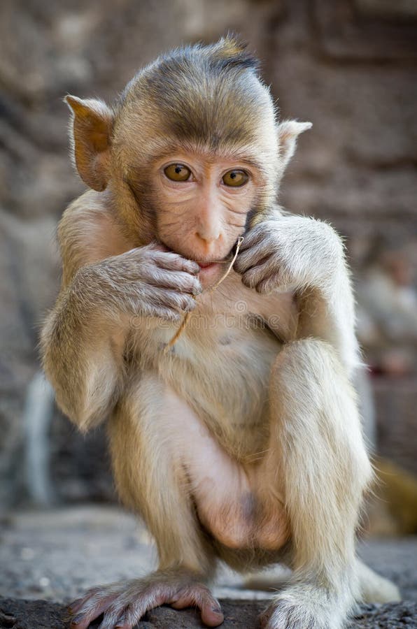 Sitting monkey. stock photo. Image of outdoors, thailand - 28614150
