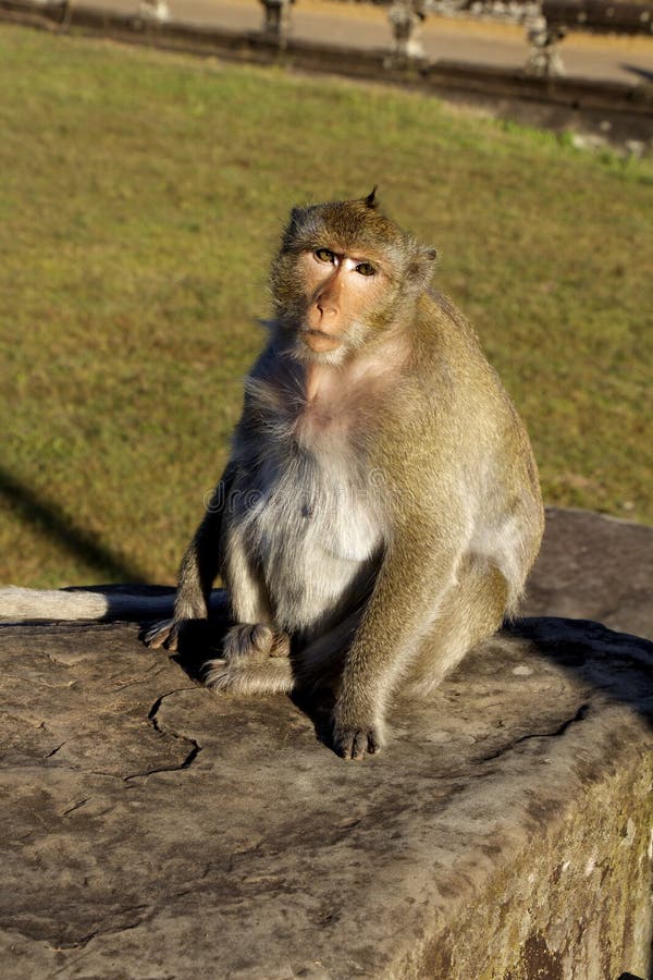 Sitting Monkey stock photo. Image of lens, nature, scape - 53482434